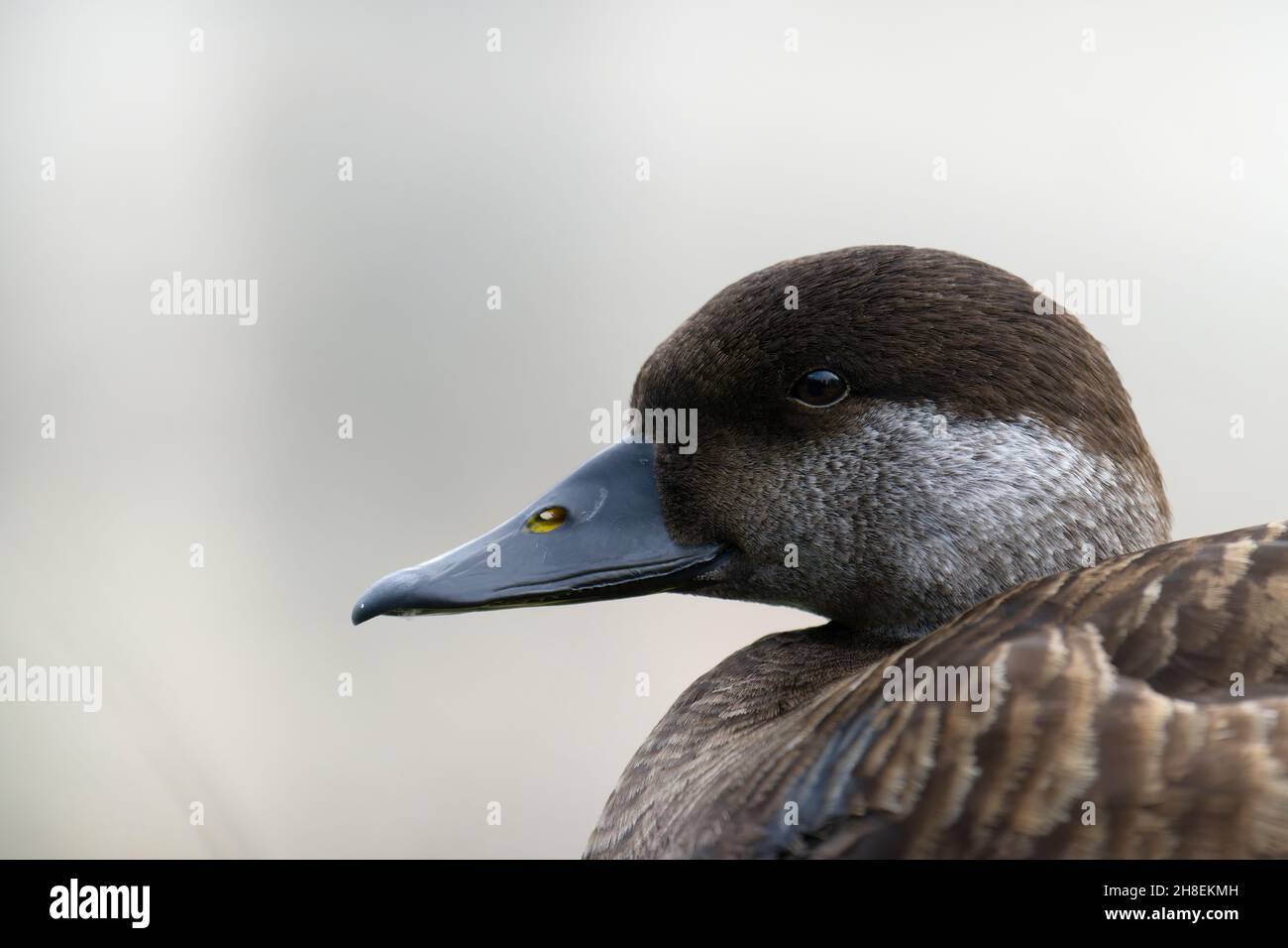 Common scoter bird uk hi-res stock photography and images - Alamy