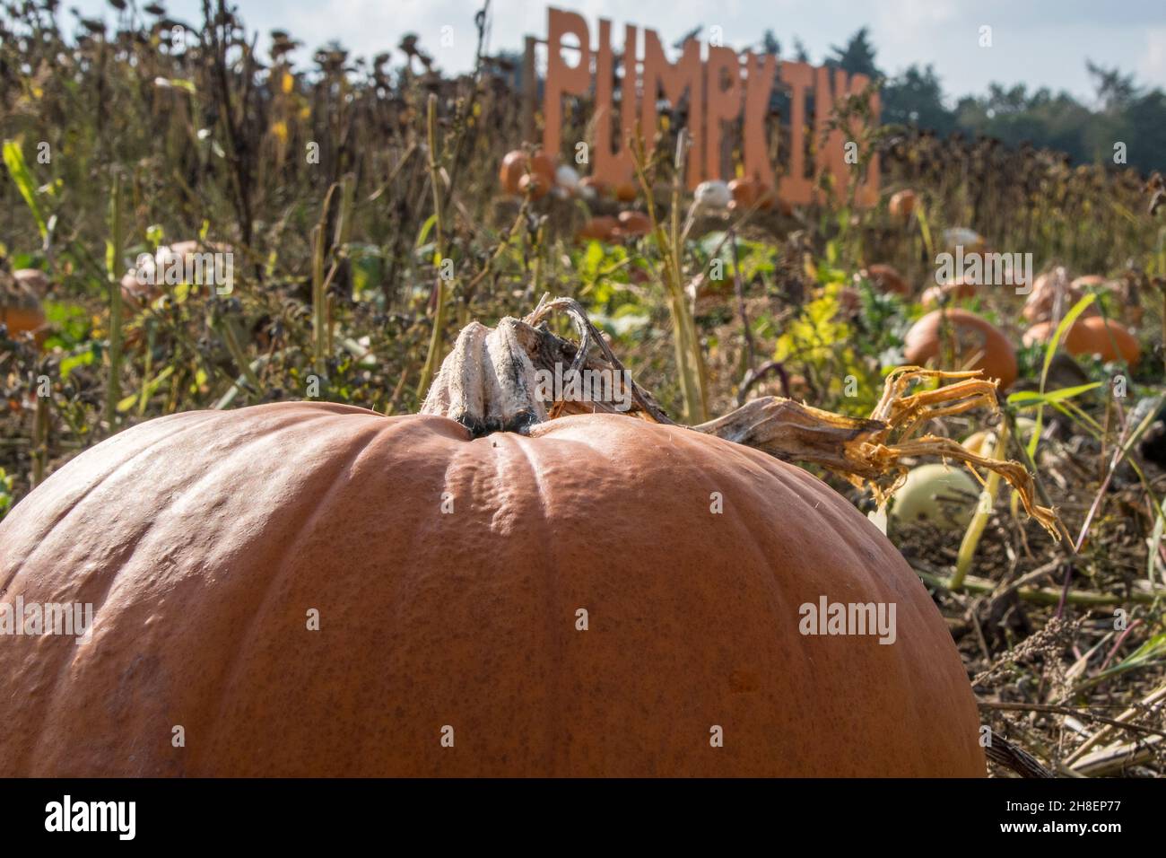 Pumpkin field in front hi-res stock photography and images - Alamy