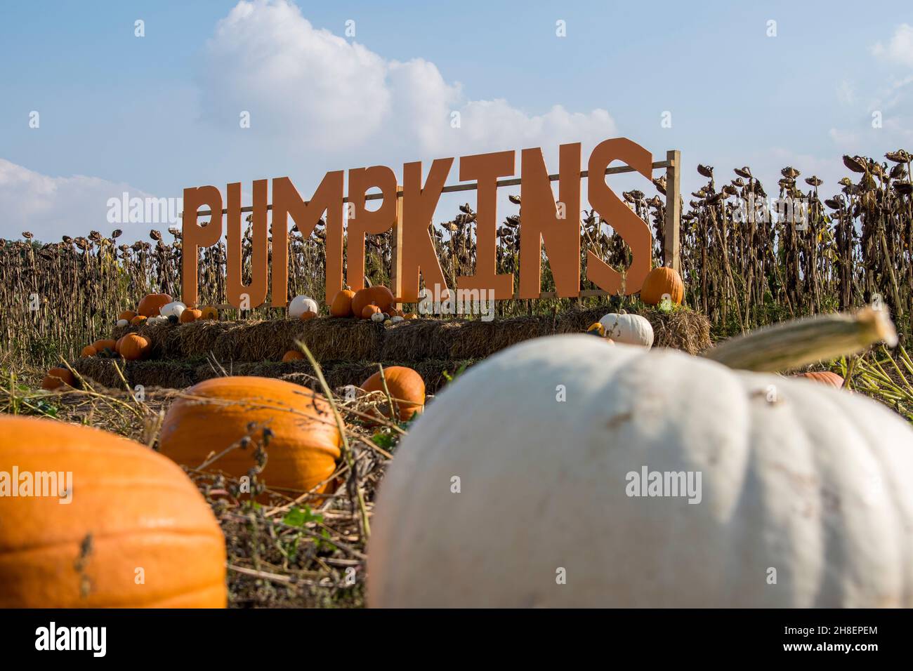Pumpkin sign hi-res stock photography and images - Alamy
