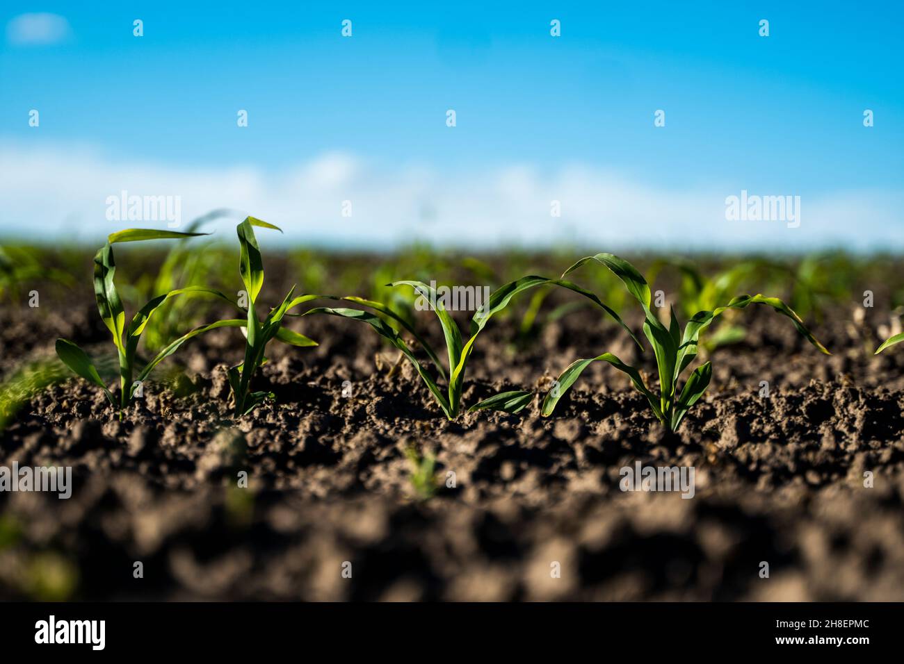 Corn field with young plants on fertile soil. Rows of young corn plants ...