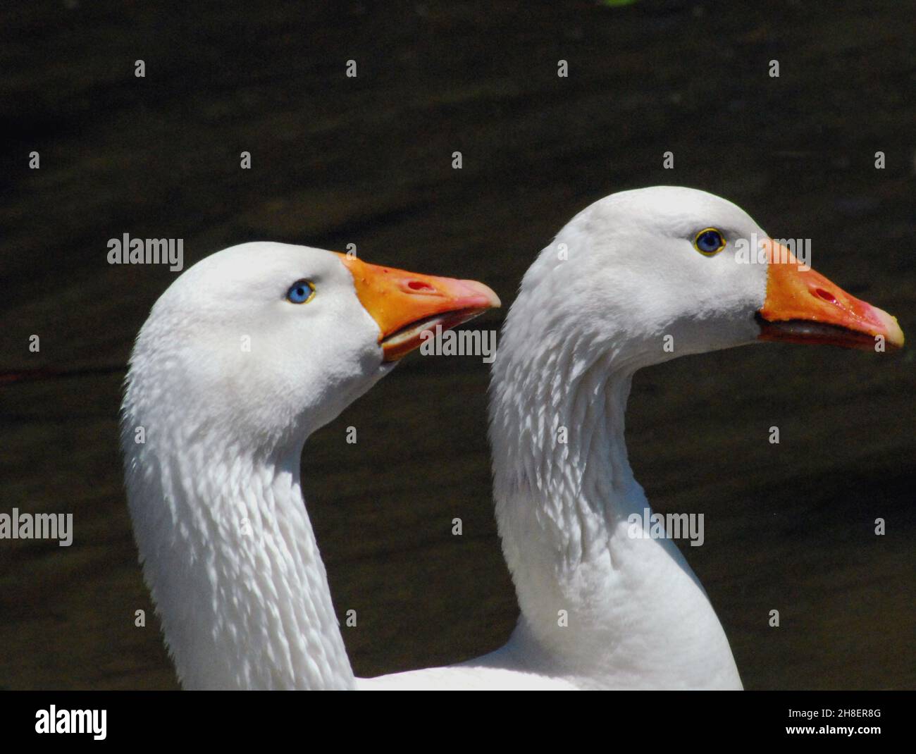 Close up profiles of two white Geese looking in the same direction ...