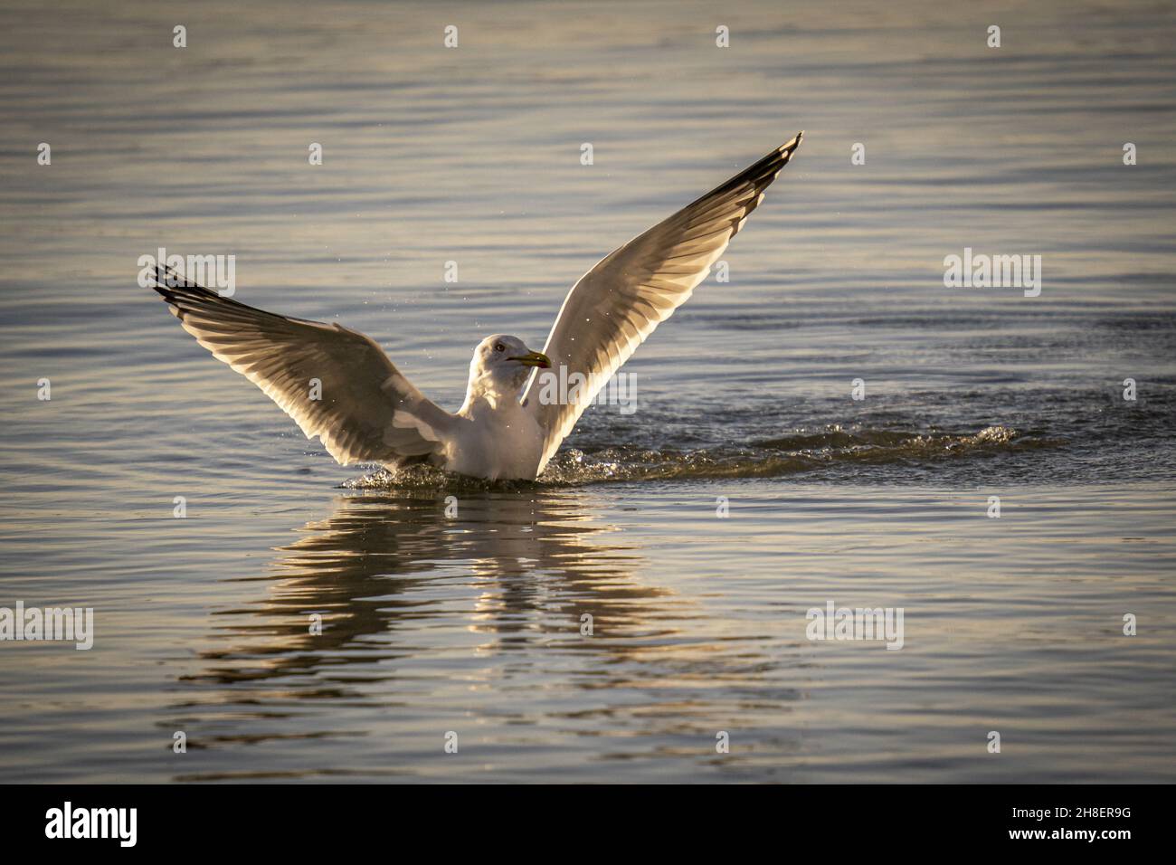 Catching prey on water surface hi-res stock photography and images - Alamy