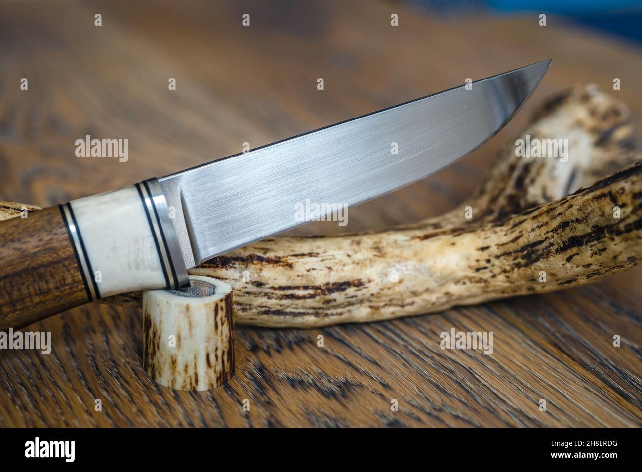 Hunter combat hand made knife and deer antlers Stock Photo - Alamy