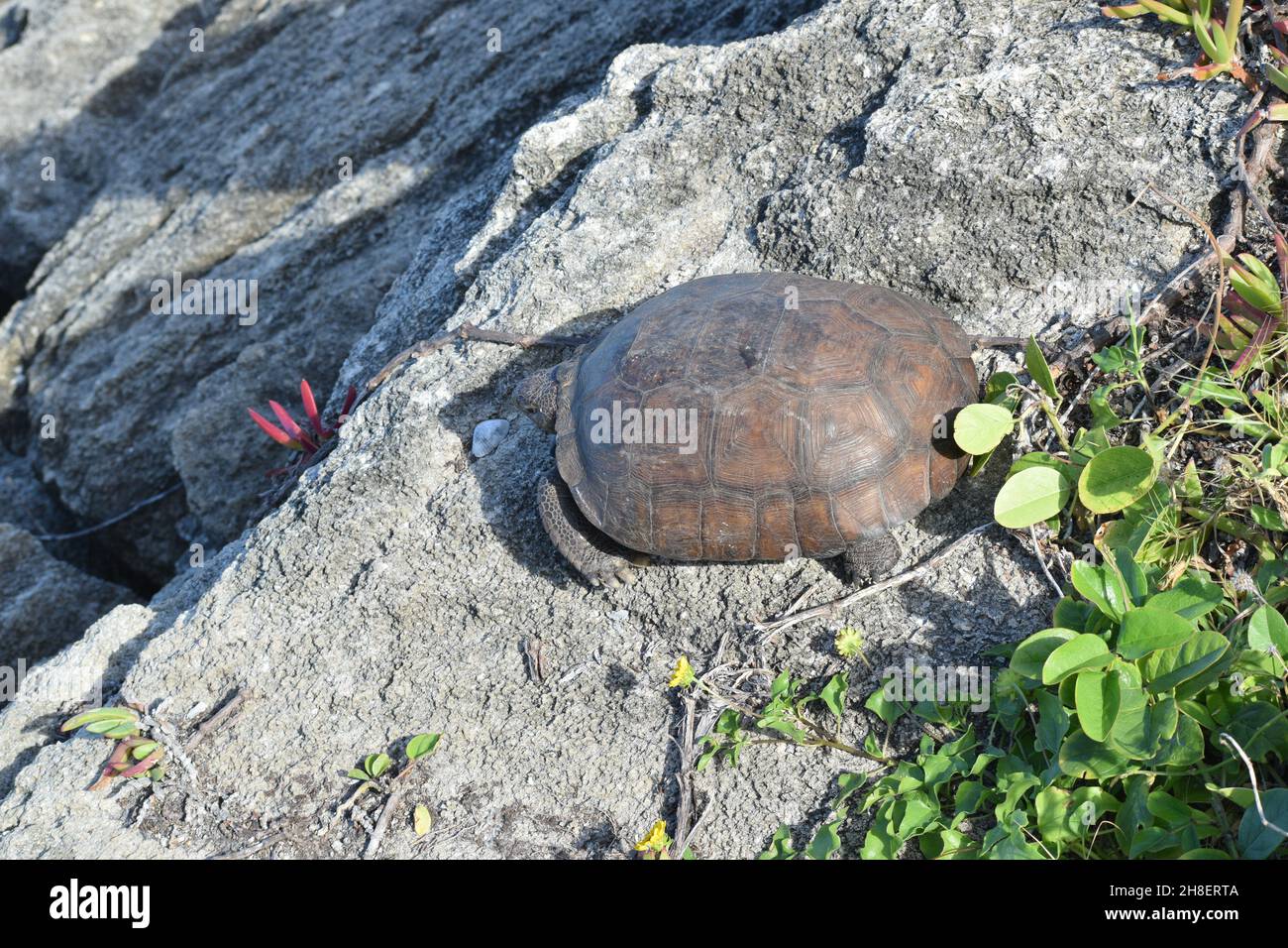 Gopher tortoise on beach hi-res stock photography and images - Alamy