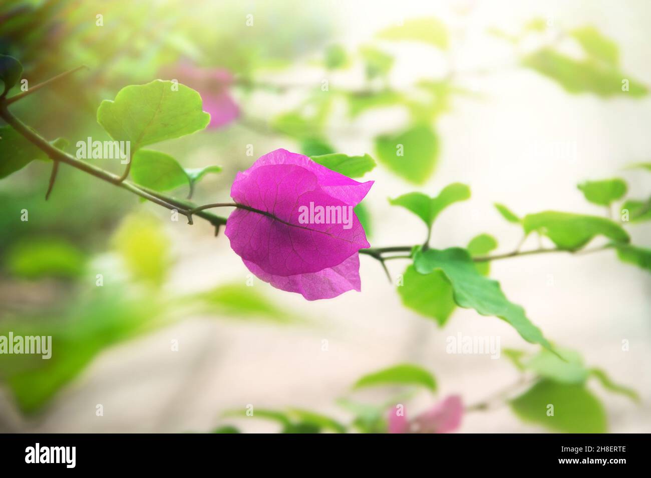 Red flowers (purple bracts) of bougainvillea the upper part of a large ...