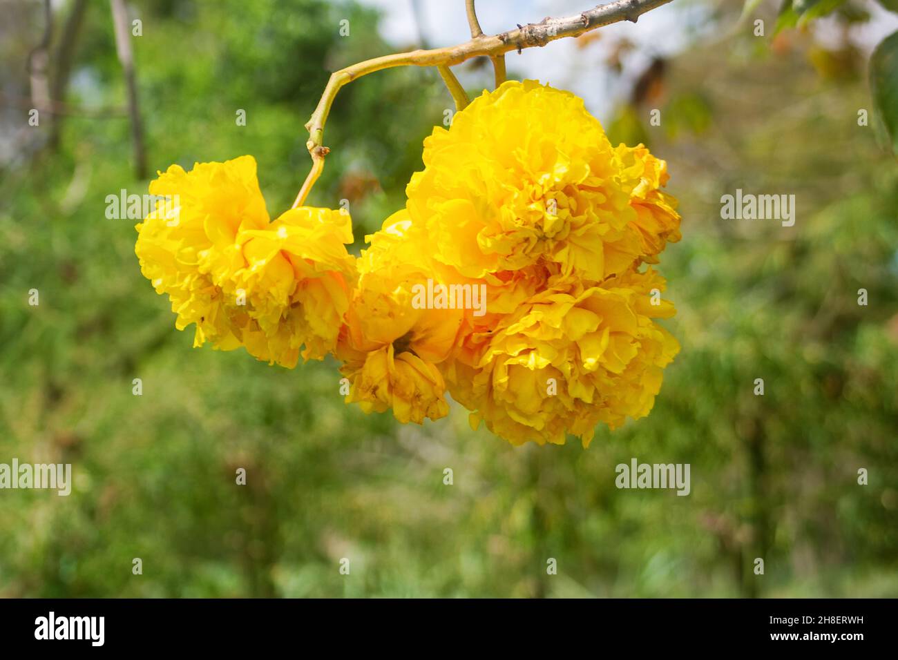 Cochlospermum regium, tabebuia also known as yellow cotton tree, is a ...