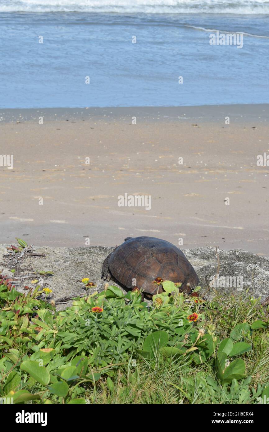 Close up gopher tortoise hi-res stock photography and images - Alamy