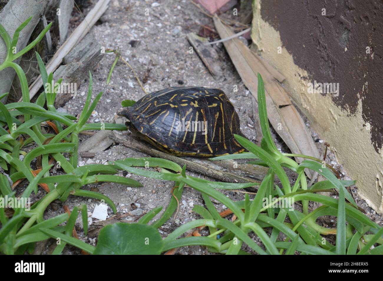 Close up gopher tortoise hi-res stock photography and images - Alamy