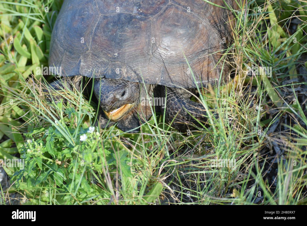 Gopher teeth hi-res stock photography and images - Alamy