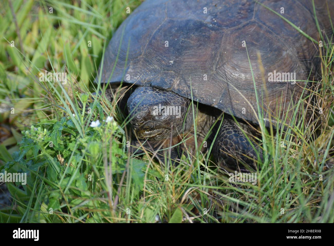Close up gopher tortoise hi-res stock photography and images - Alamy