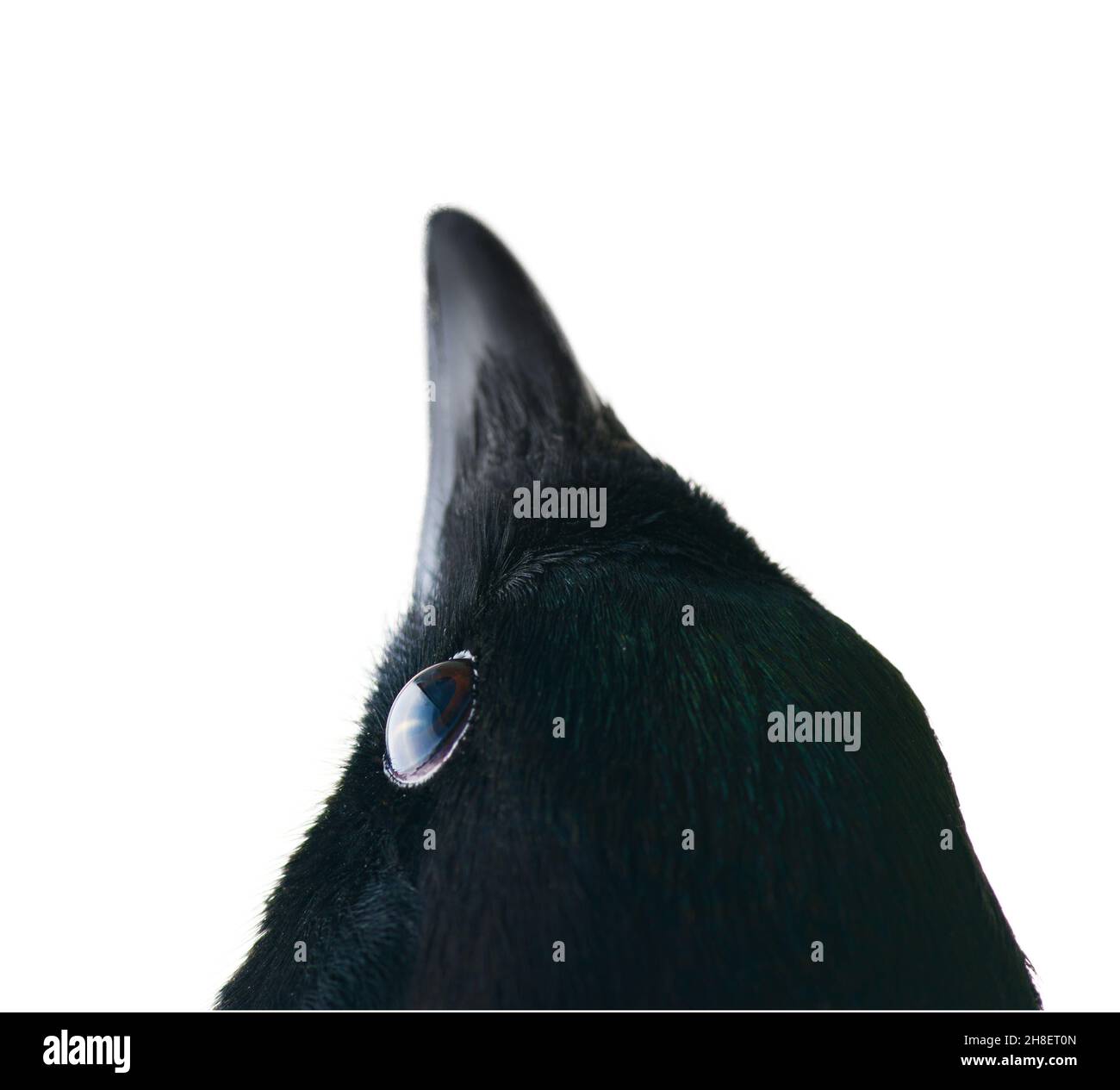 European magpie (Pica pica). Portrait of a sneaky cunning bird Stock ...