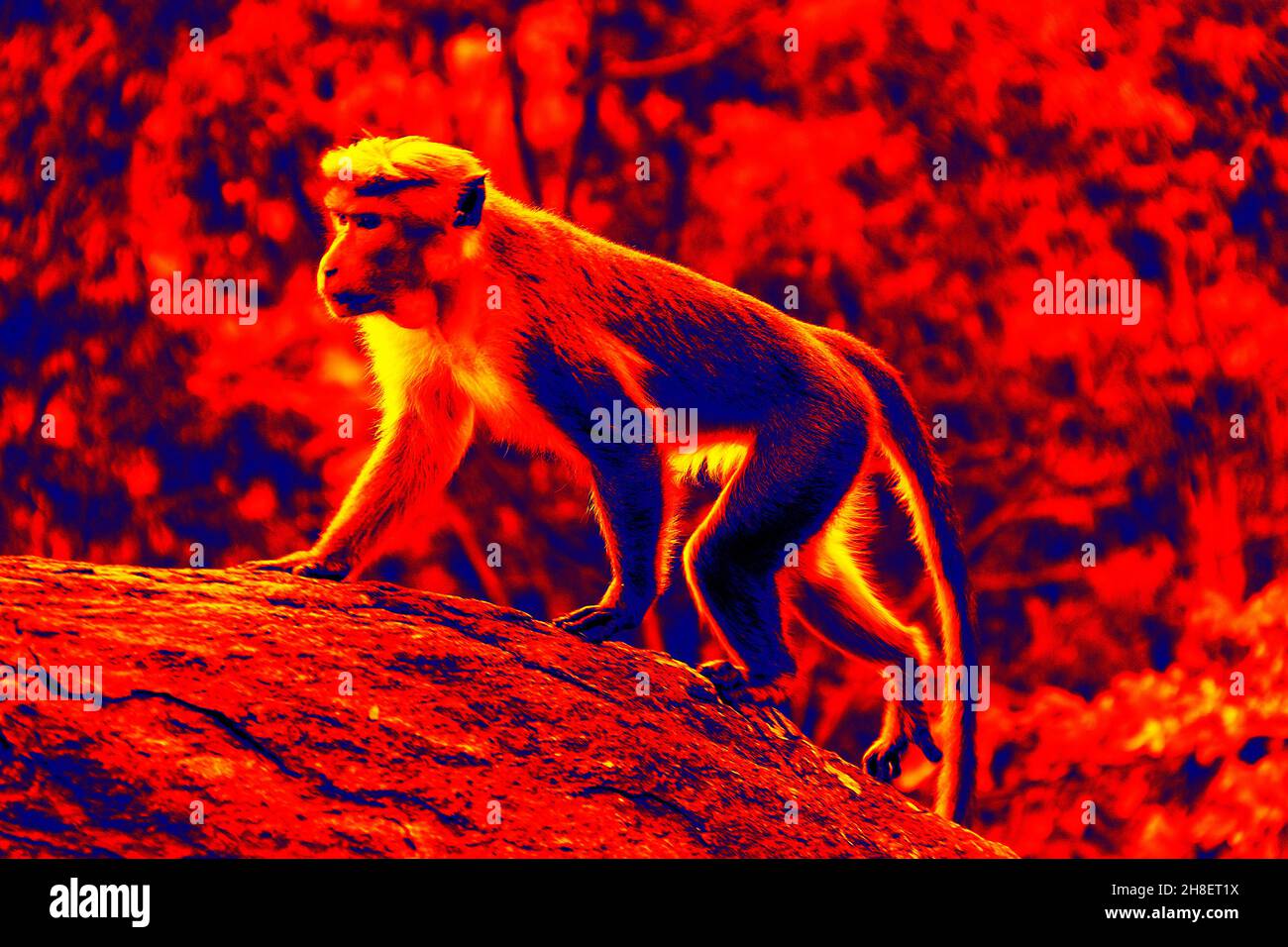 Monkey in scientific high-tech thermal imager on night background Stock ...