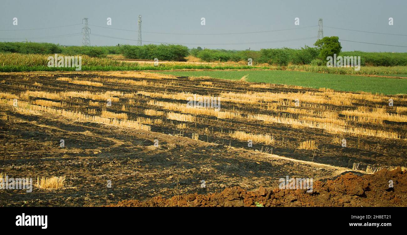 Fields after harvesting. Straw burned to fertilize the soil ...