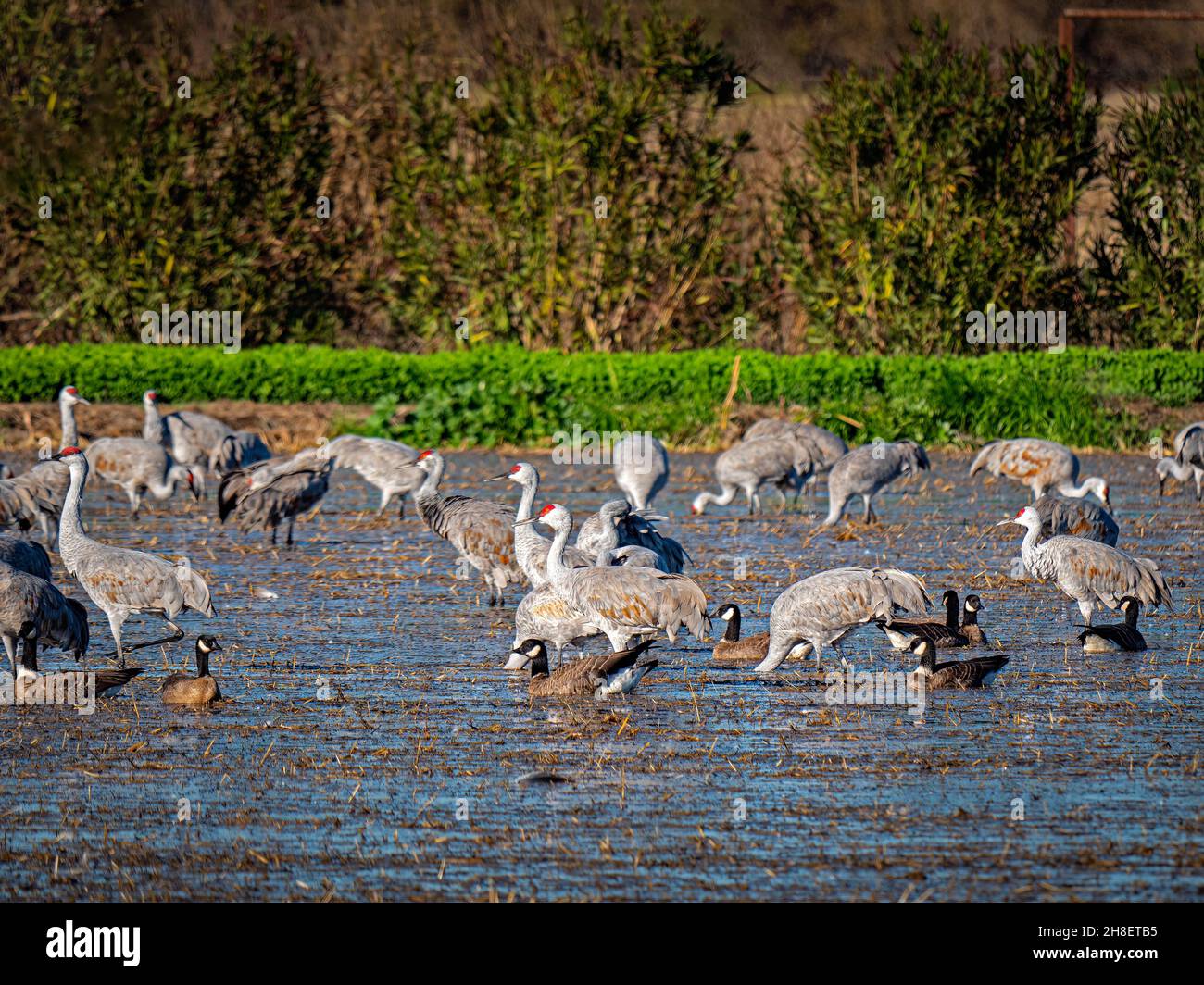Sandhill Cranes along Woodbridge Road, California Stock Photo - Alamy