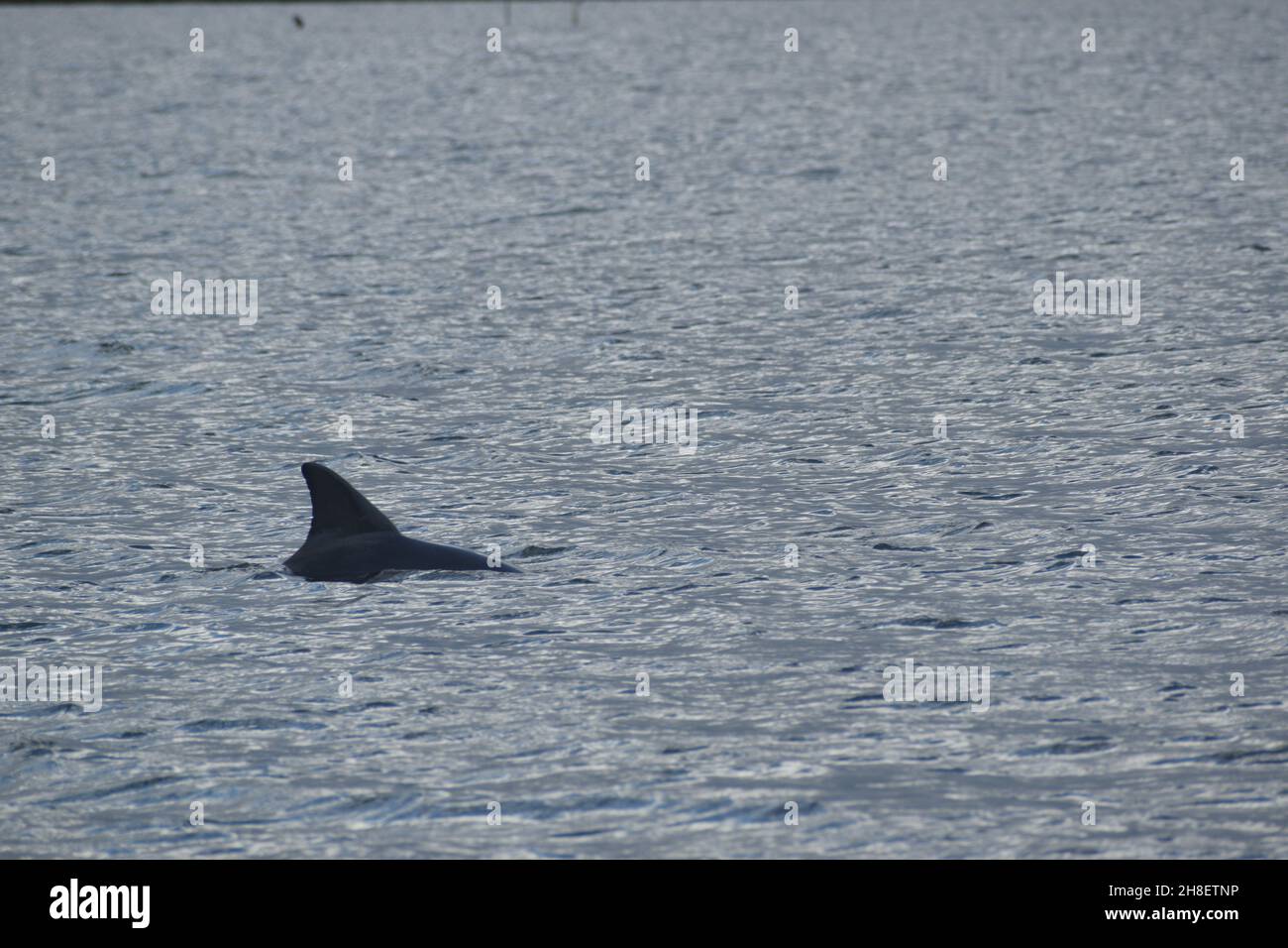 A dolphin swims in the river Stock Photo - Alamy
