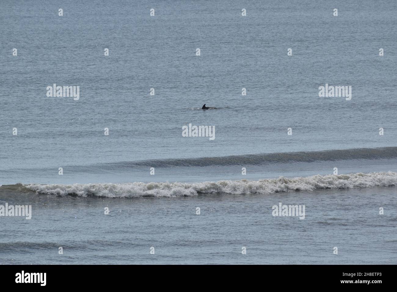 A Dolphin surfaces near shore at New Smyrna Beach, Florida, USA Stock ...