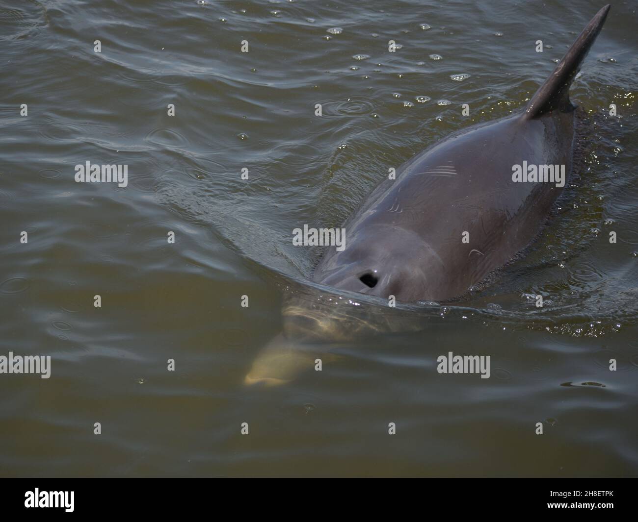 Dolphins swimming in a river hi-res stock photography and images - Alamy