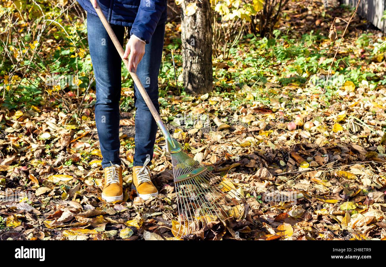 Work in the garden. Autumn leaves. Autumn foliage cleaning. The ...