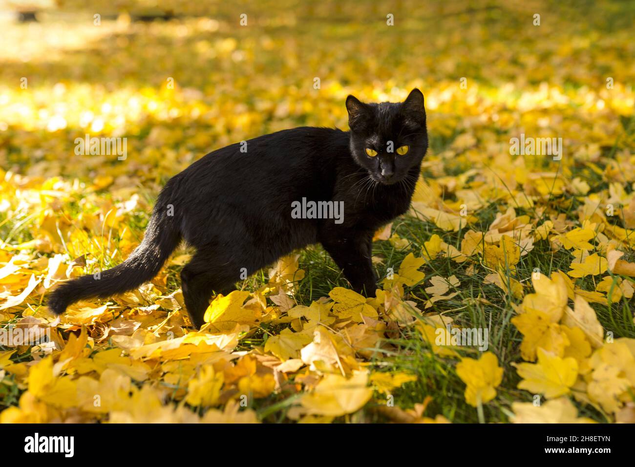 Black cat with yellow eyes walking on the grass Stock Photo - Alamy