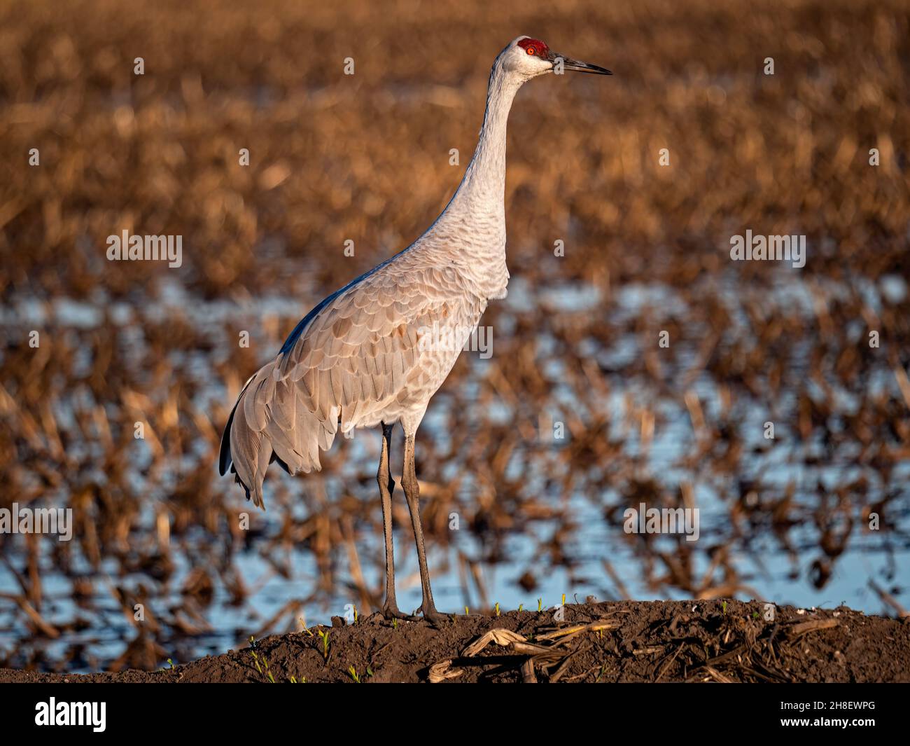 Sandhill crane california hi-res stock photography and images - Alamy