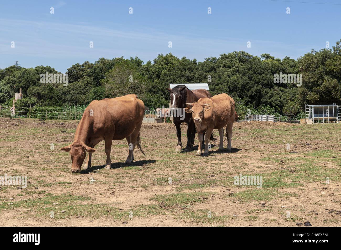 Herd of bulls grazing on the farm Stock Photo - Alamy