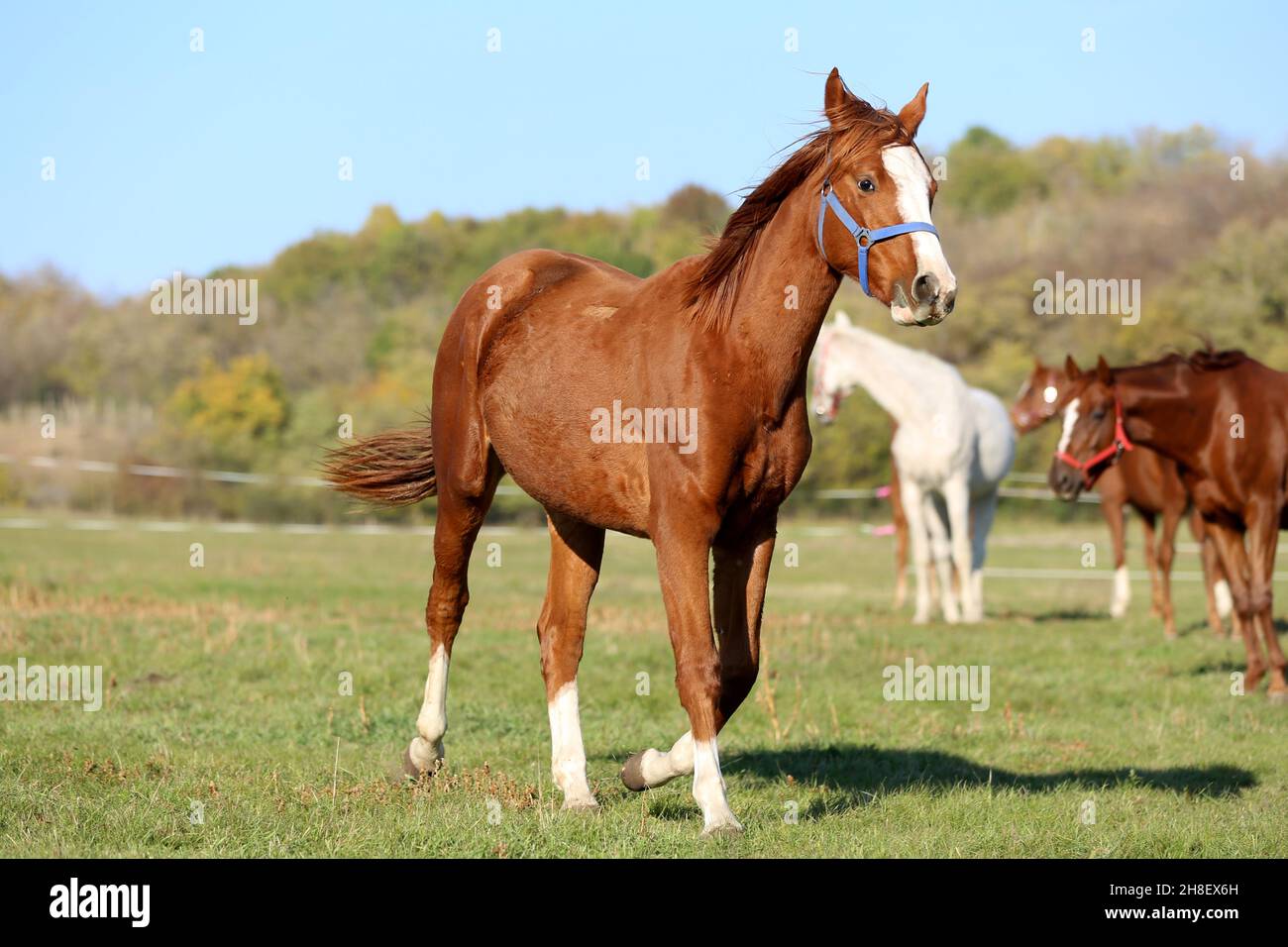 Playful foal in action on summer meadow at rural animal farm summertime ...