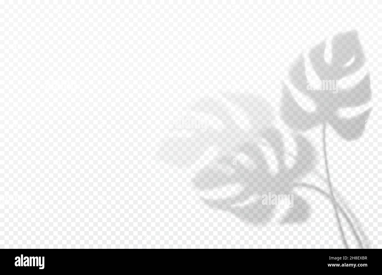 Realistic transparent shadow of a monstera leaf isolated on a ...