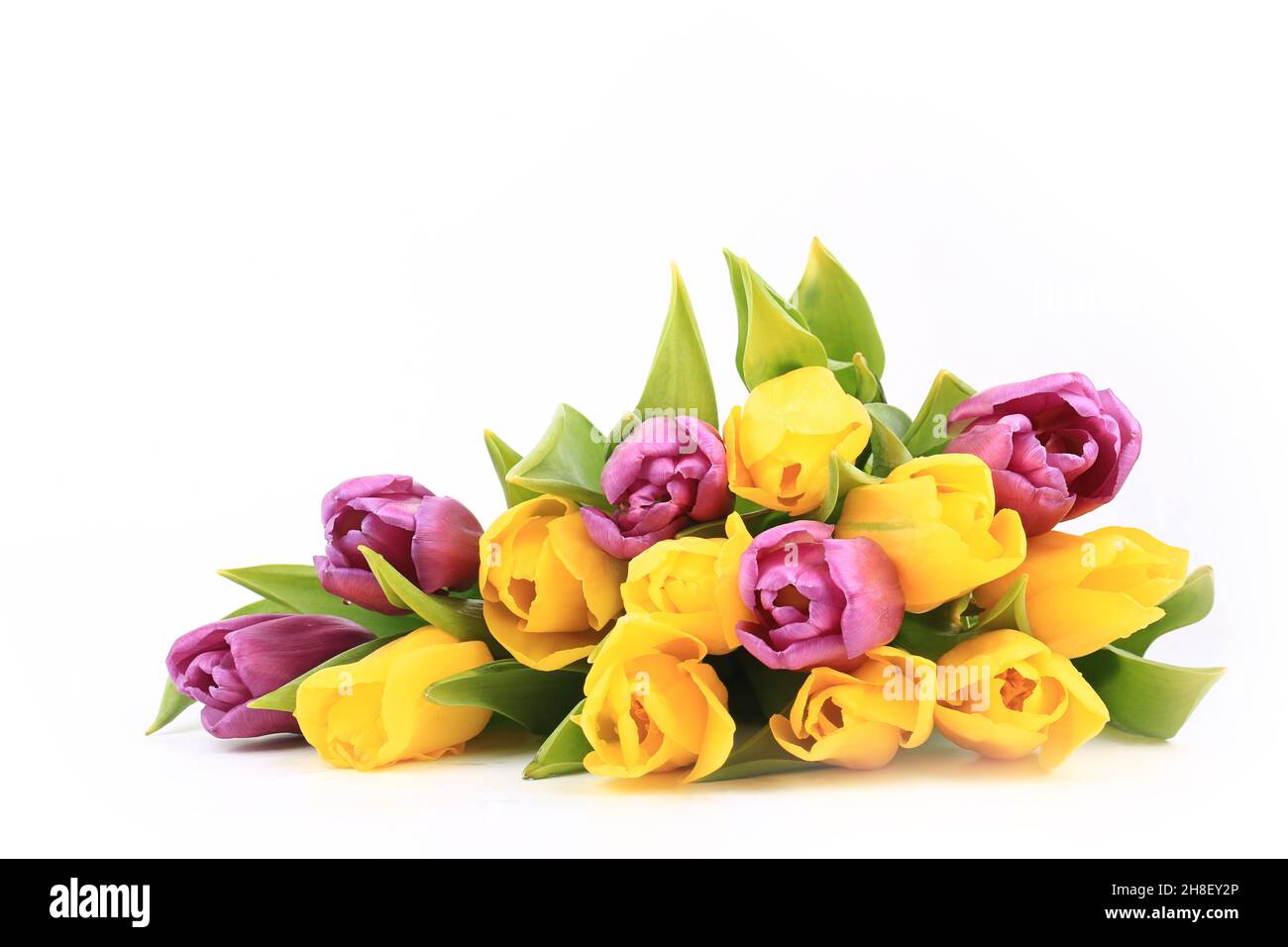 Tulip colours Cut Out Stock Images & Pictures - Alamy
