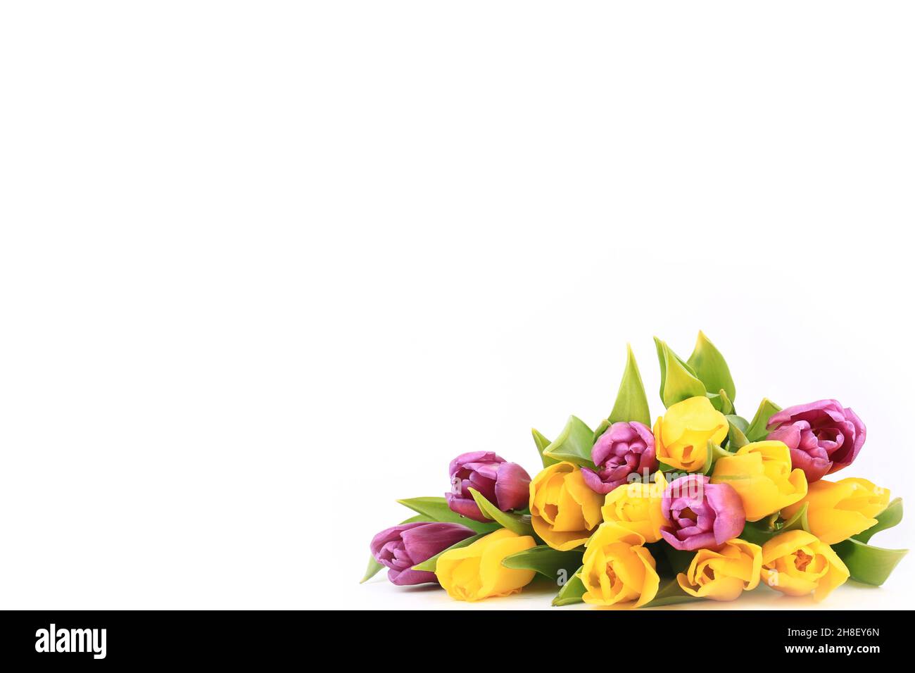 Tulips on pink border Cut Out Stock Images & Pictures - Alamy