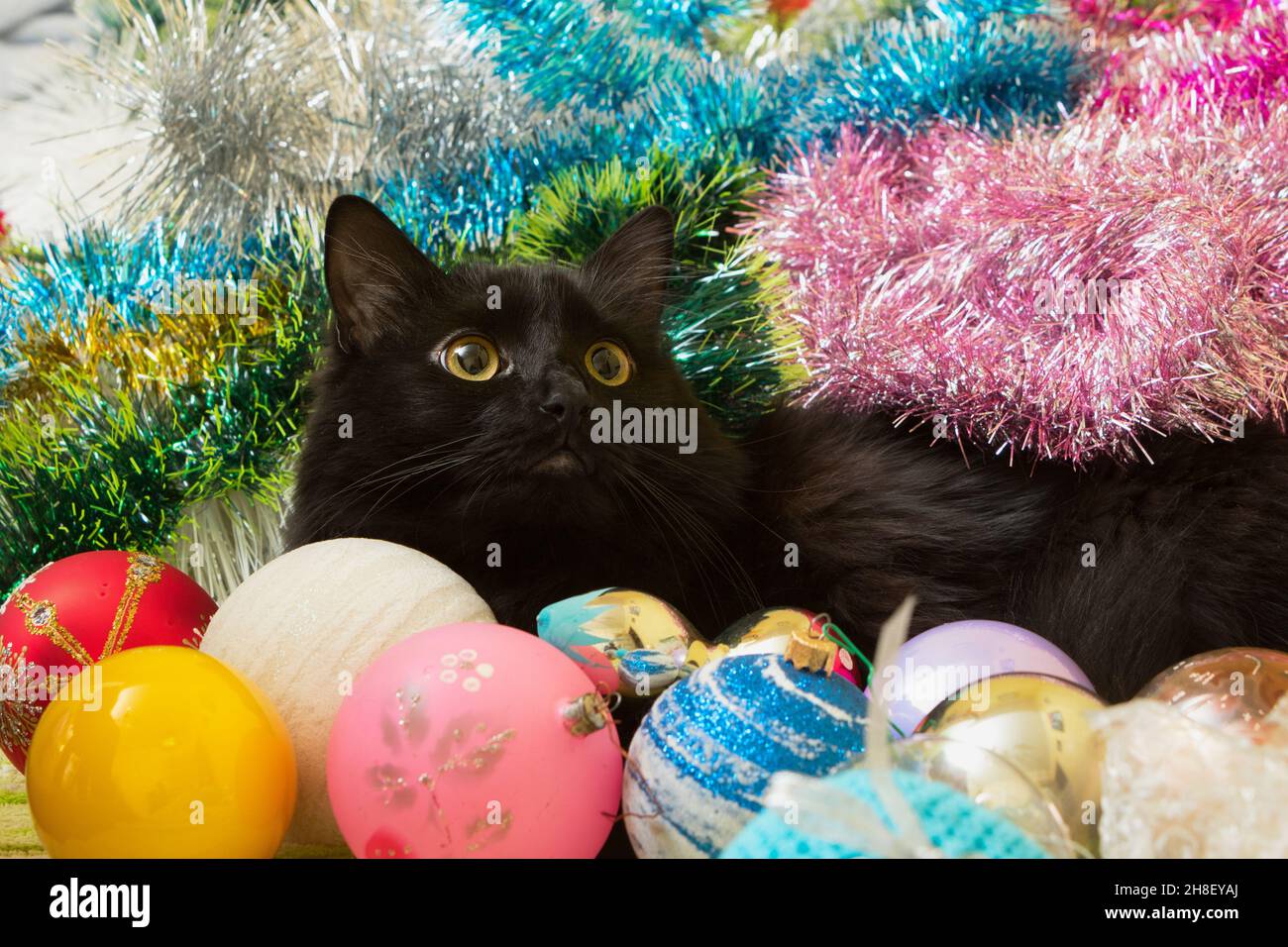 Festive cat hi-res stock photography and images - Alamy