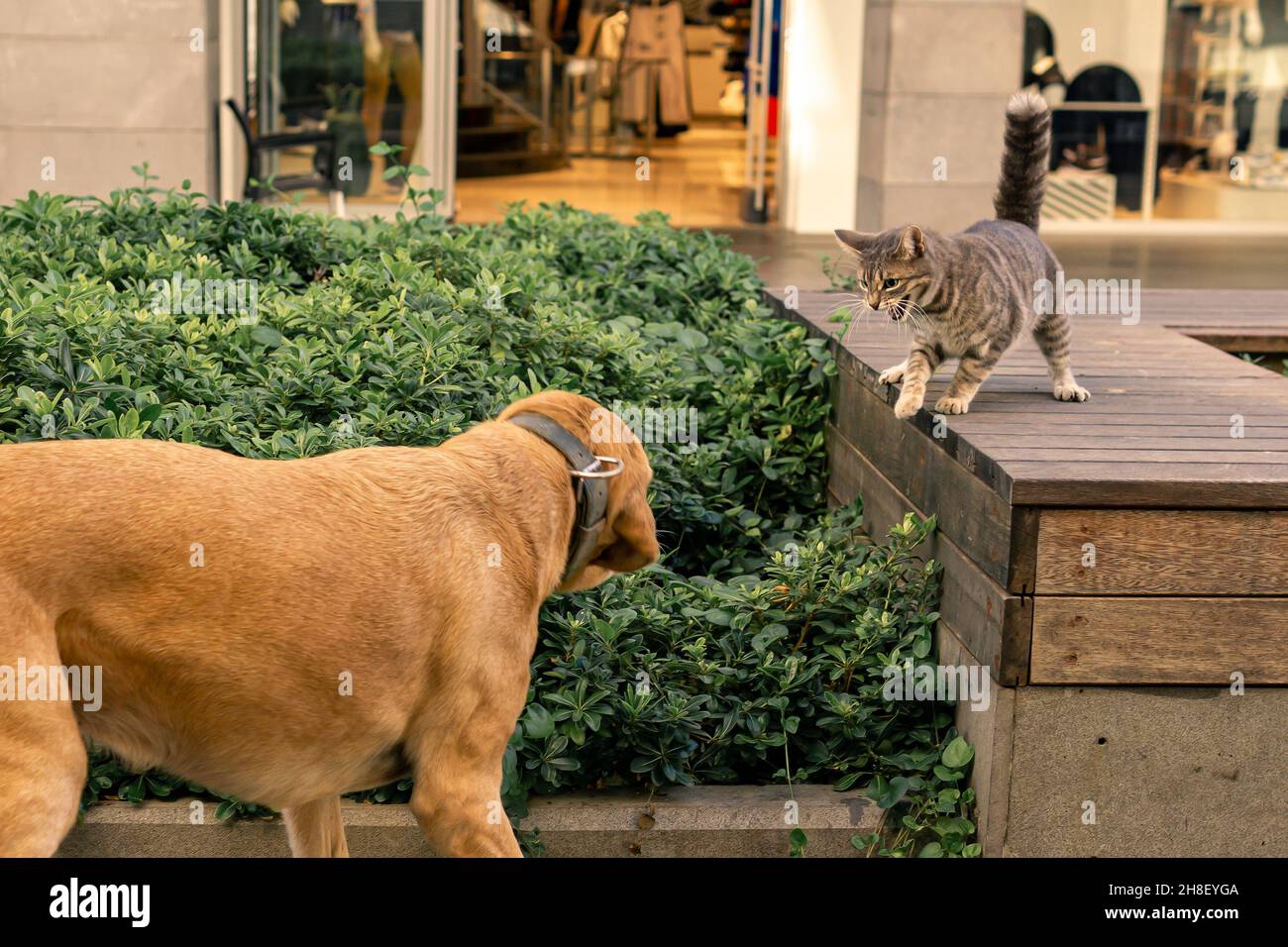 cat took a defensive stance when approaching a dog in an urban ...