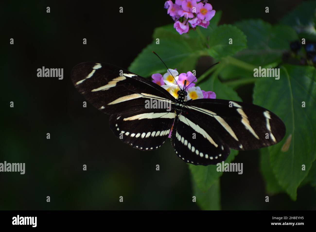 Closeup of longwing zebra butterfly with wings stretched Stock Photo ...