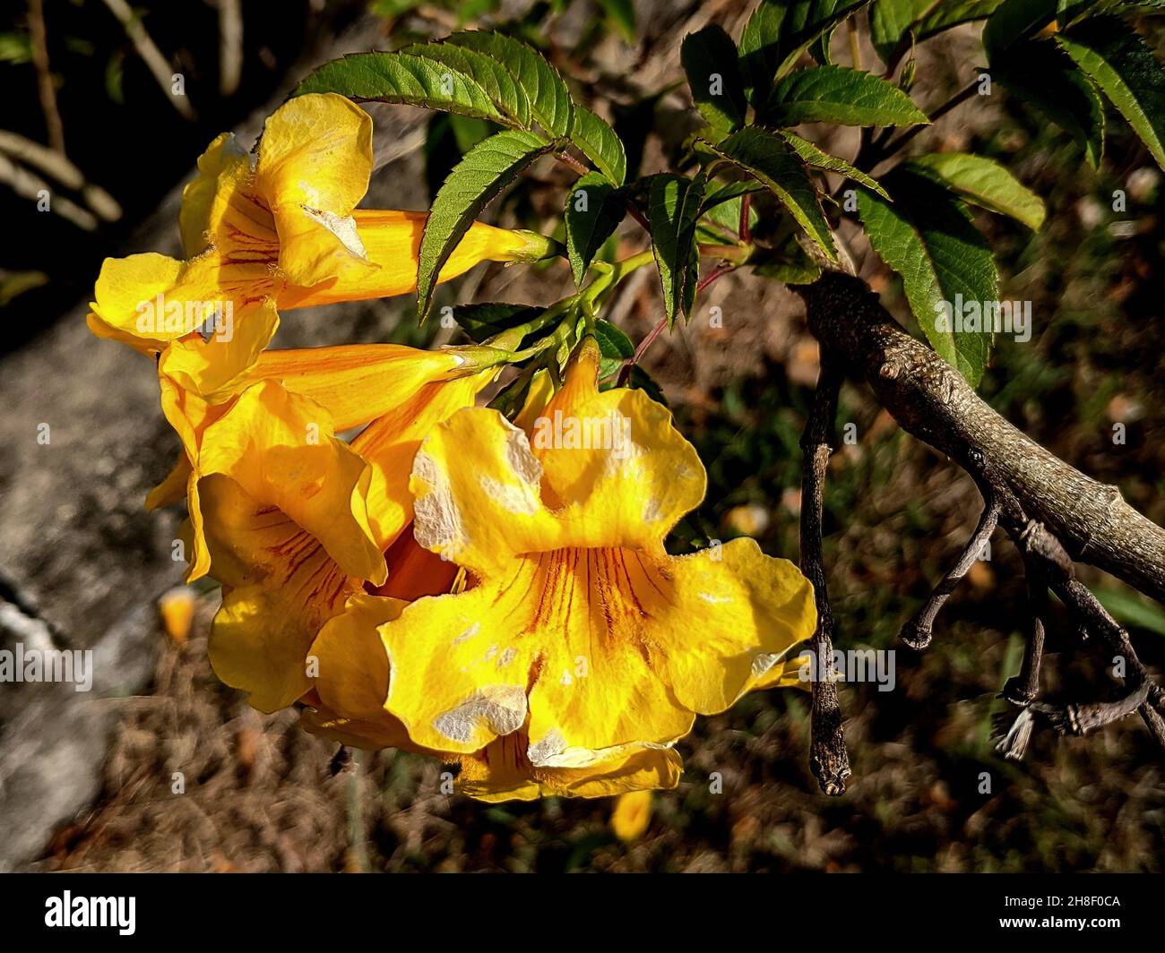 Flw220a hi-res stock photography and images - Alamy