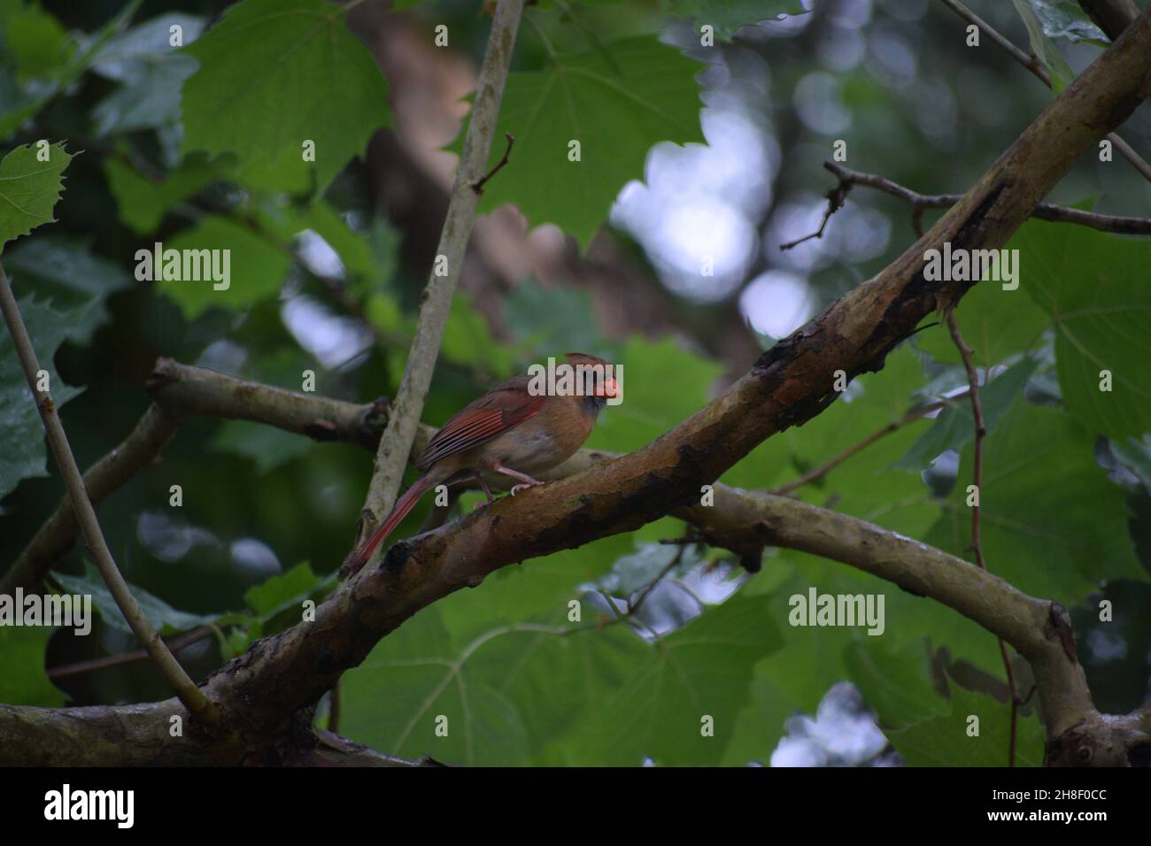 Side view of a female cardinal in a tree with green background Stock ...