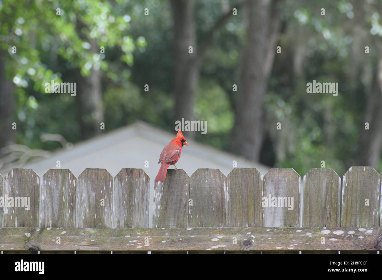 Back view of bright red cardinal with crest fully raised Stock Photo ...