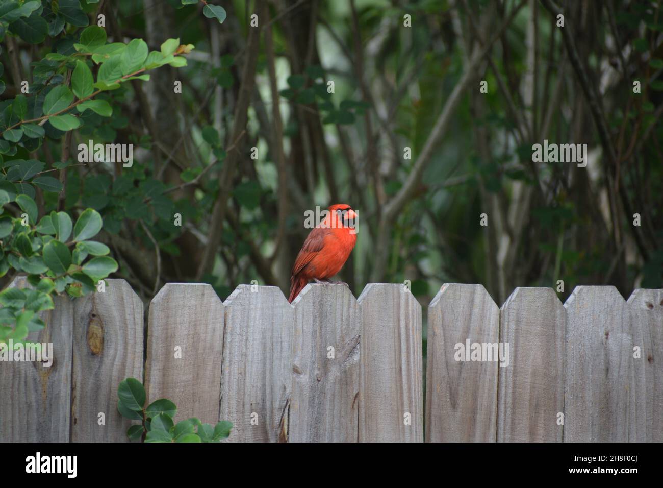 Northern cardinal in flight hi-res stock photography and images - Alamy