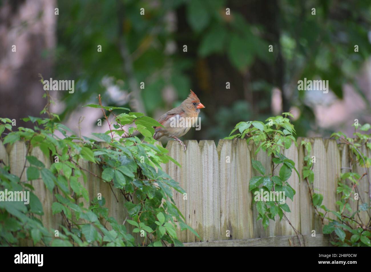 Side view of a female cardinal on a vine covered fence Stock Photo - Alamy