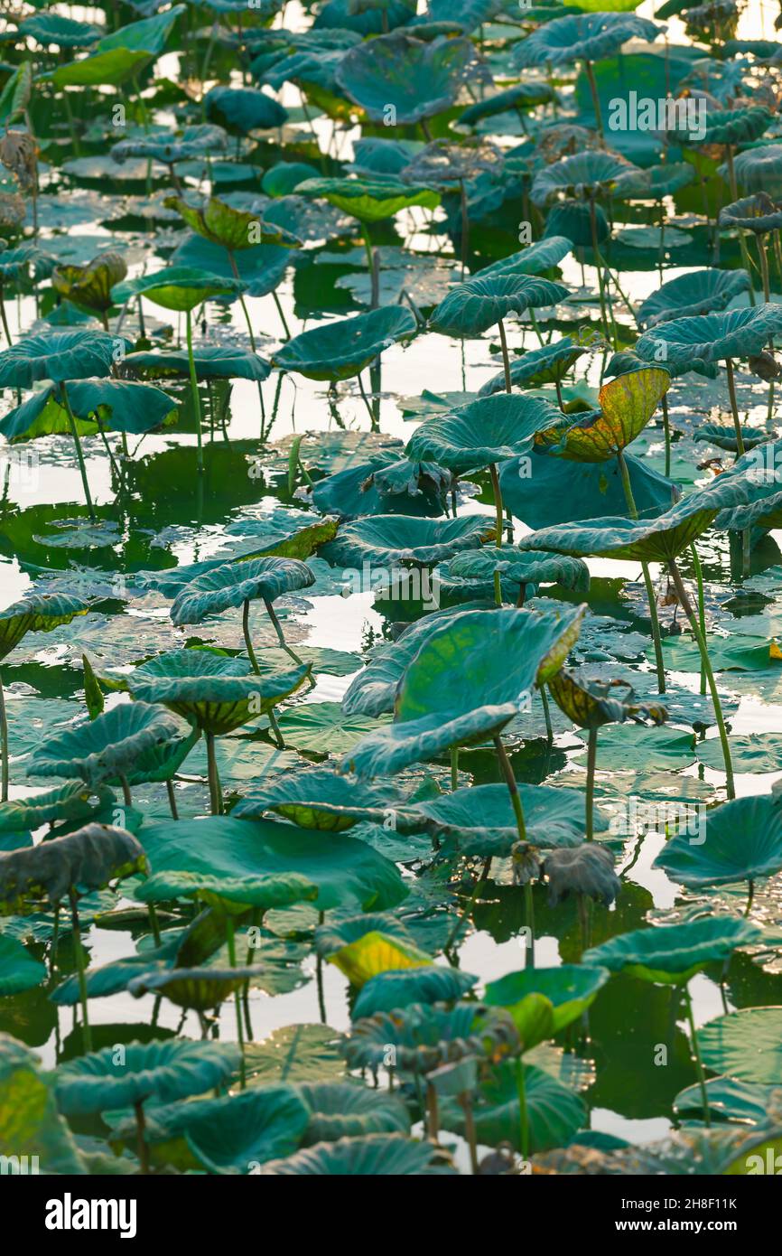 Green leaves of Lotus water plant at pond Stock Photo - Alamy