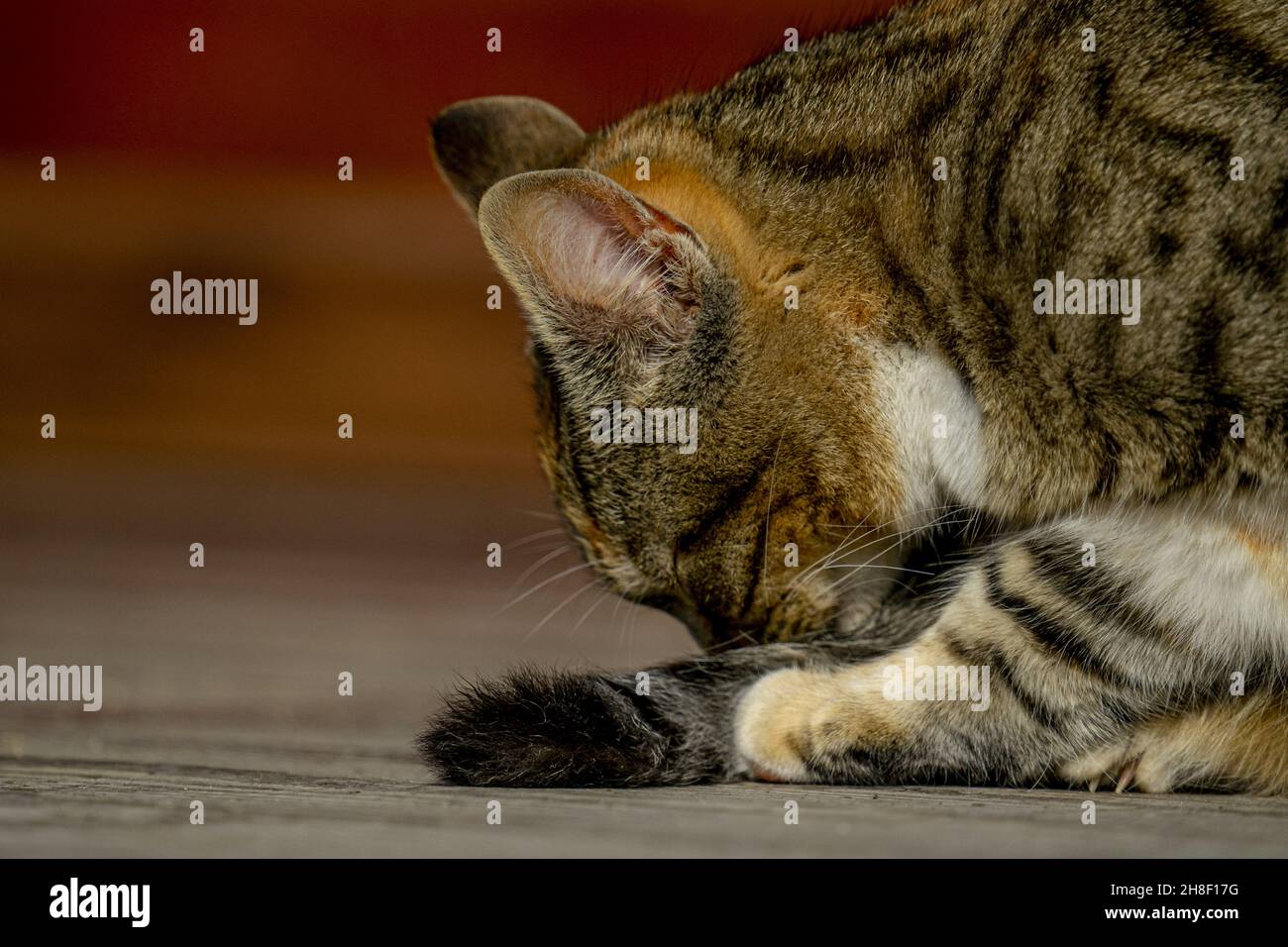 Closeup shot of an adult cat cleaning its tail Stock Photo - Alamy