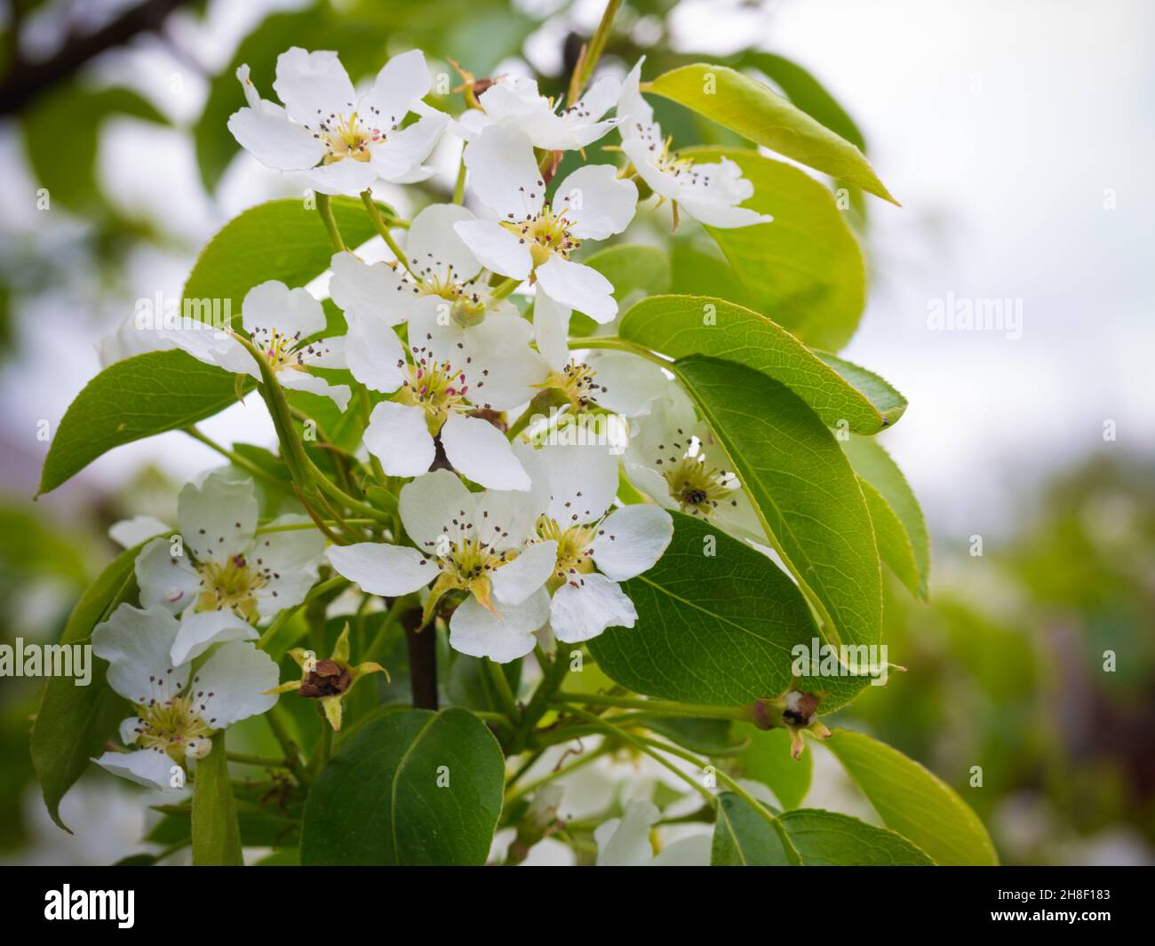 Blossoming pear tree. Summer background. Spring. Flowering branch Stock ...