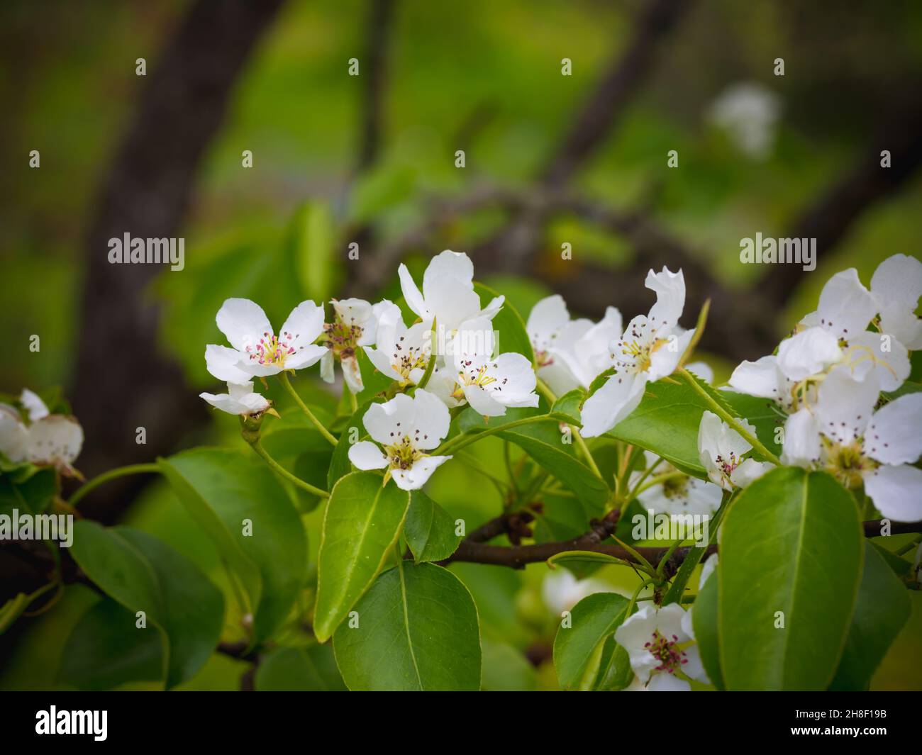 Blossoming pear tree. Summer background. Spring. Flowering branch Stock ...