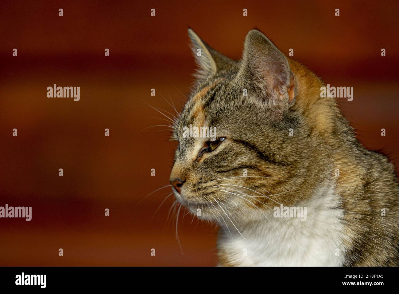Closeup shot of an adult cat looking at something against a blurred ...