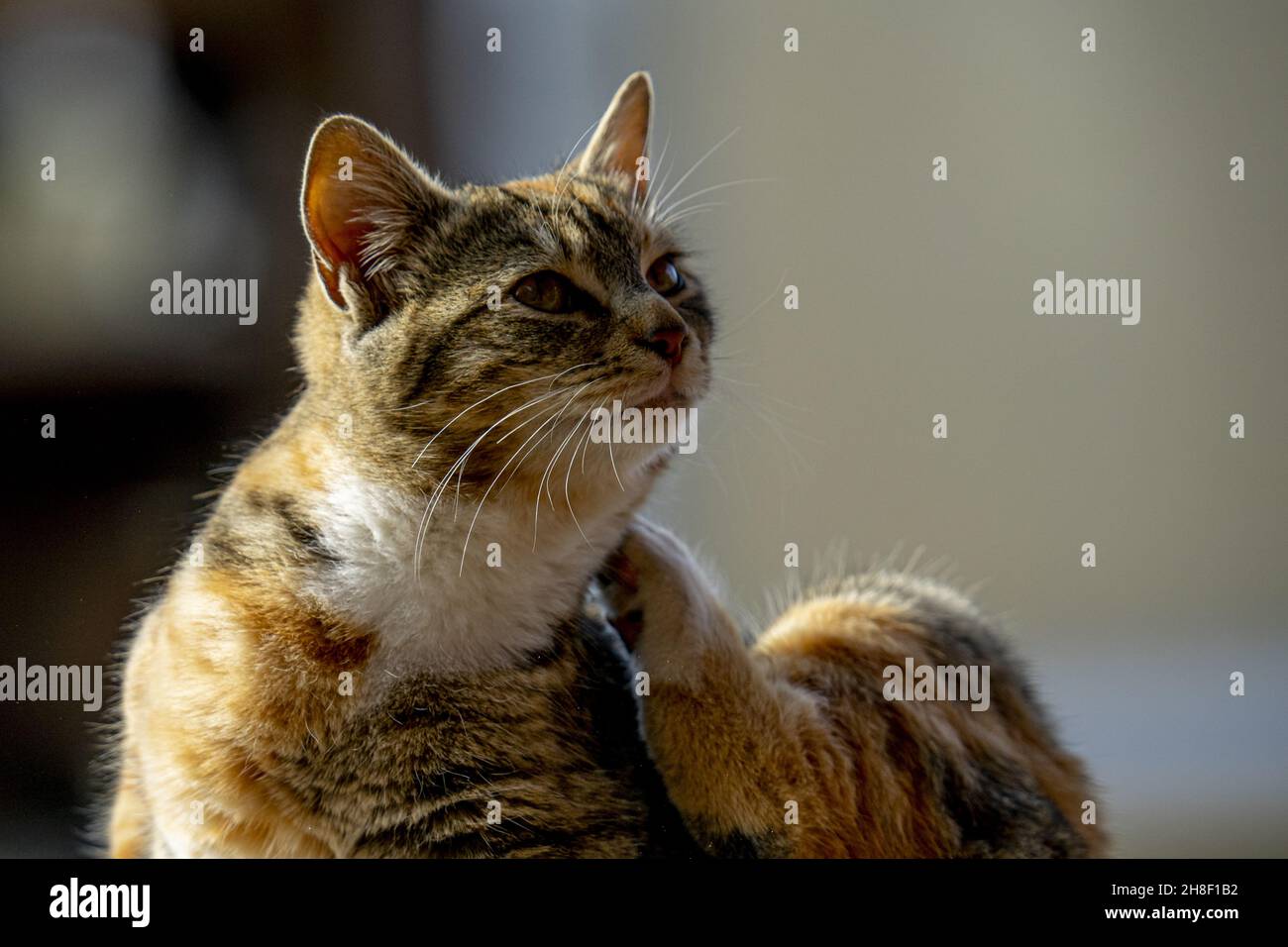 Adult scratching tail hi-res stock photography and images - Alamy
