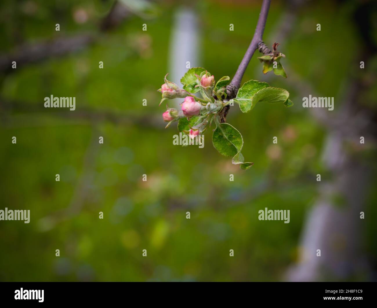 Opening buds of apple-tree flowers. Summer background. Spring ...