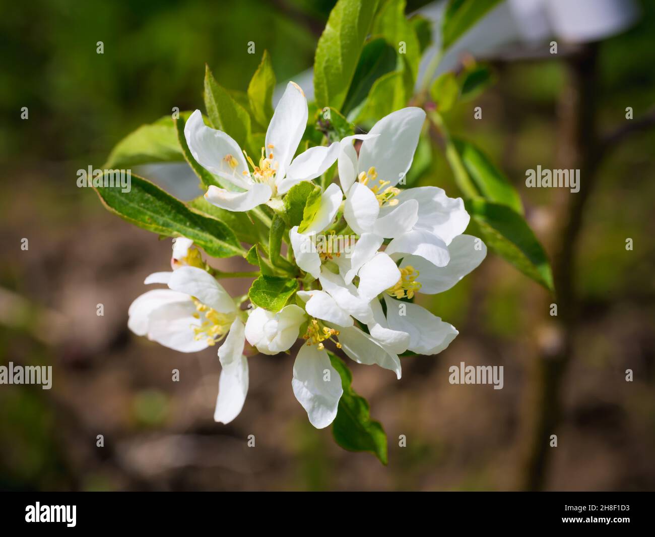 Blossoming red apple-tree chinese.Color of a tree in the garden. Summer ...