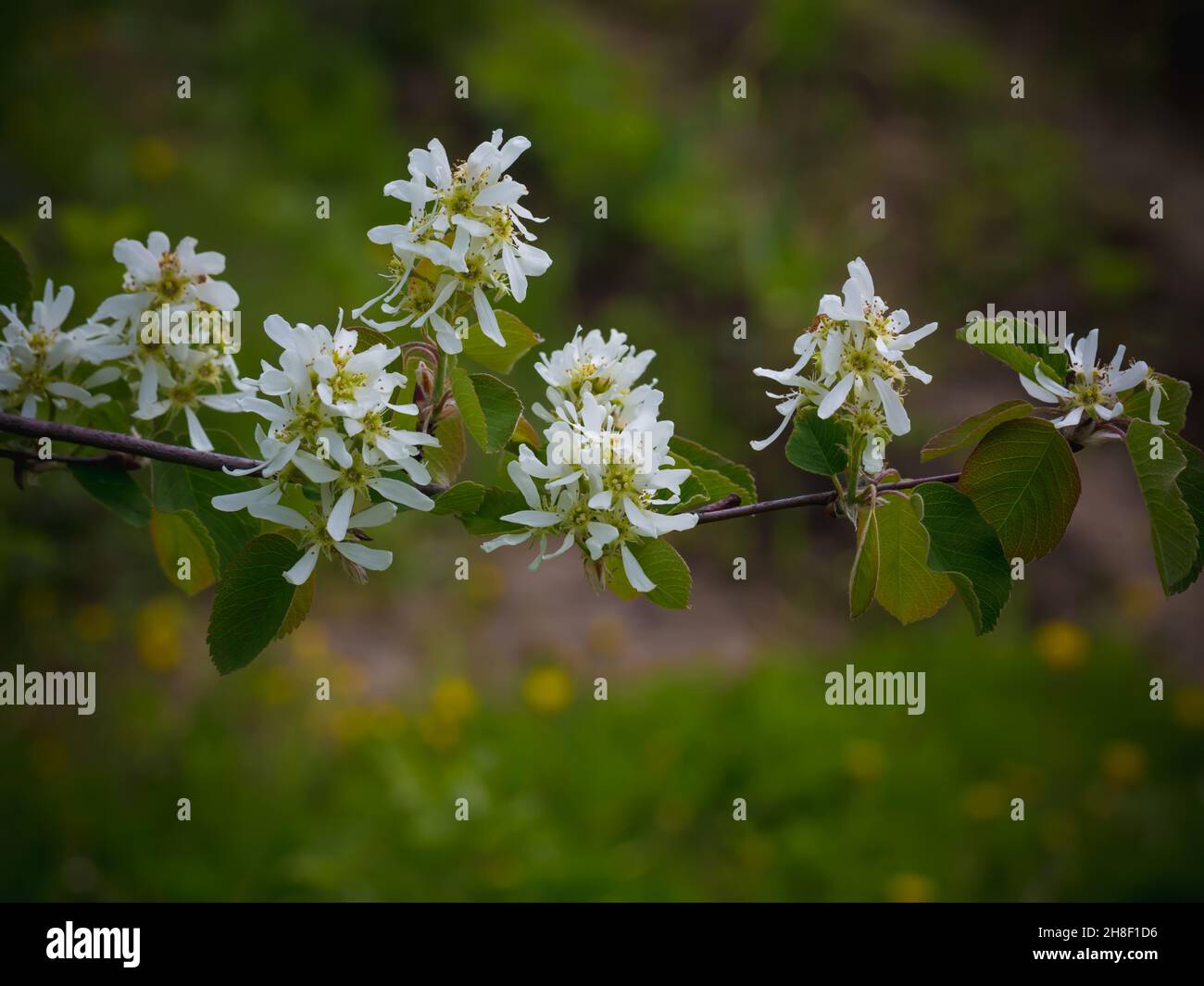 Amelanchier tree bloom in the garden. Summer background. Spring ...