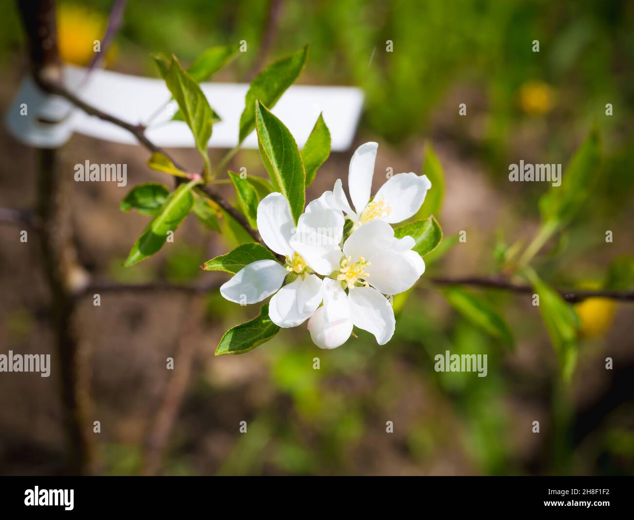 Blossoming red apple-tree chinese.Color of a tree in the garden. Summer ...