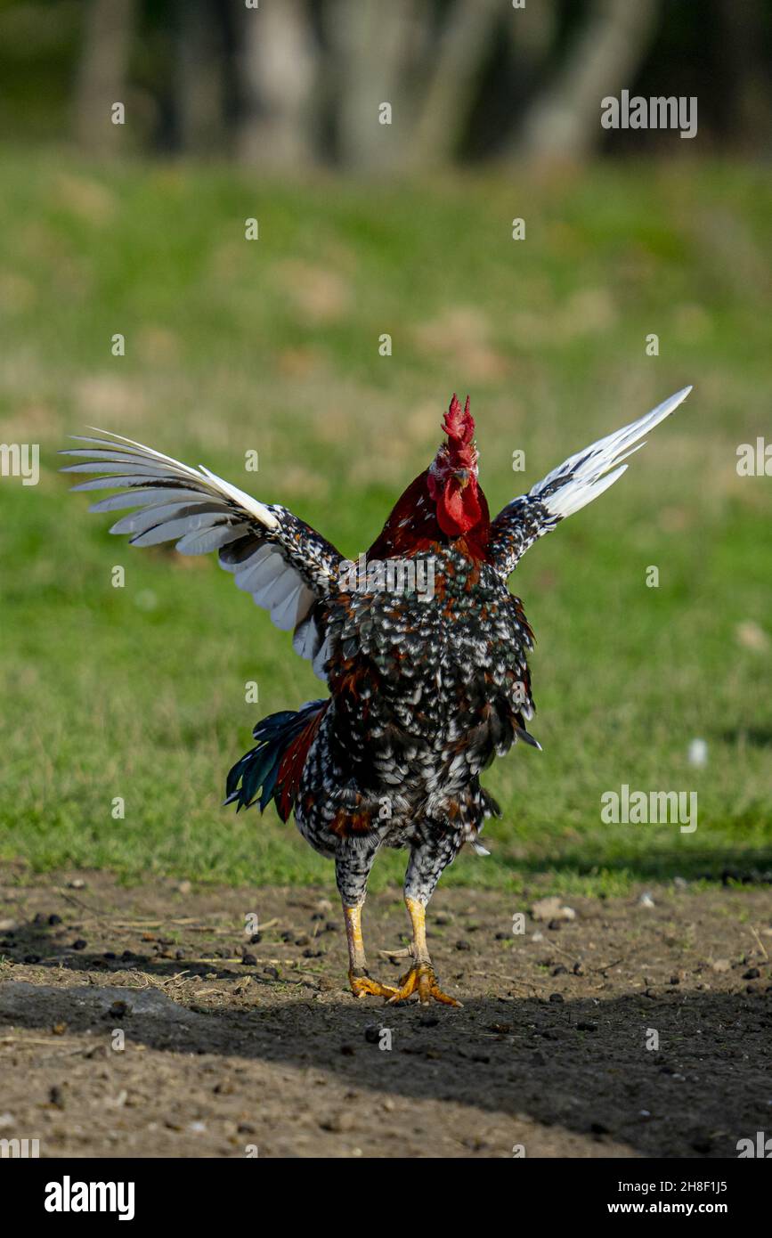 Rooster flapping wings hi-res stock photography and images - Alamy