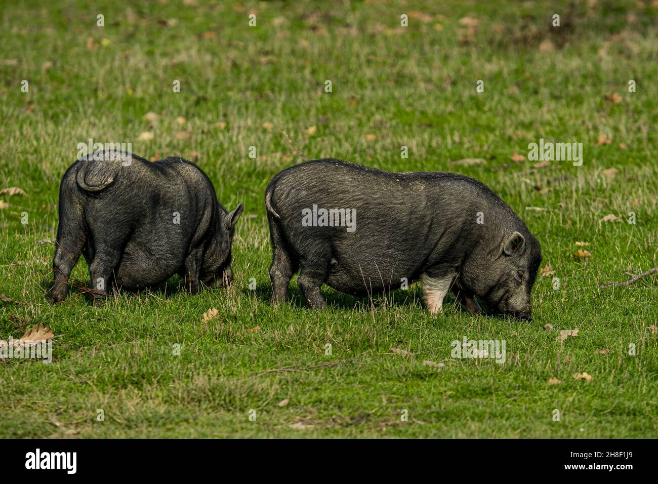 Black pigs on farm eating hi-res stock photography and images - Alamy