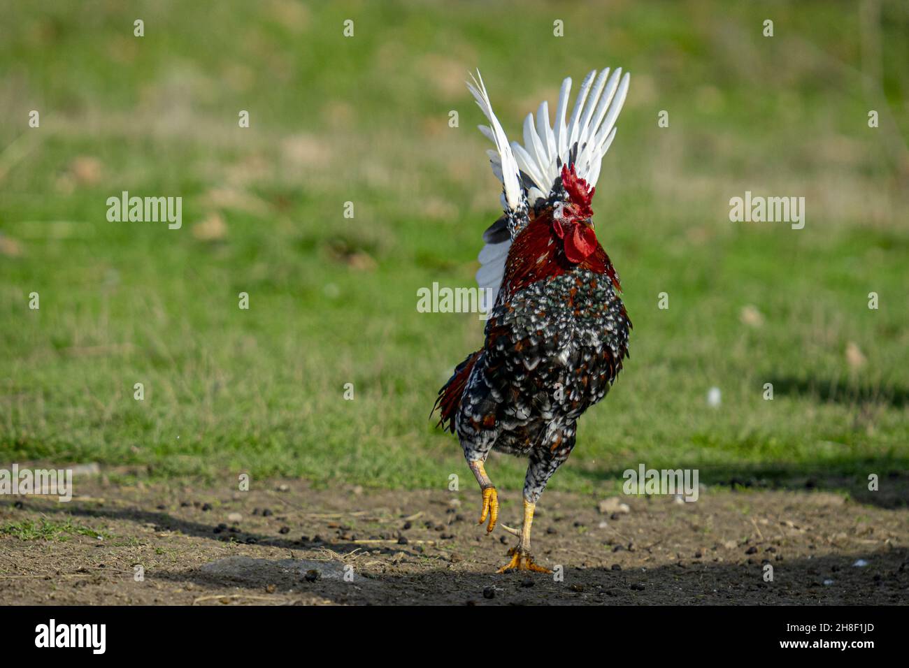 Rooster flapping wings hi-res stock photography and images - Alamy